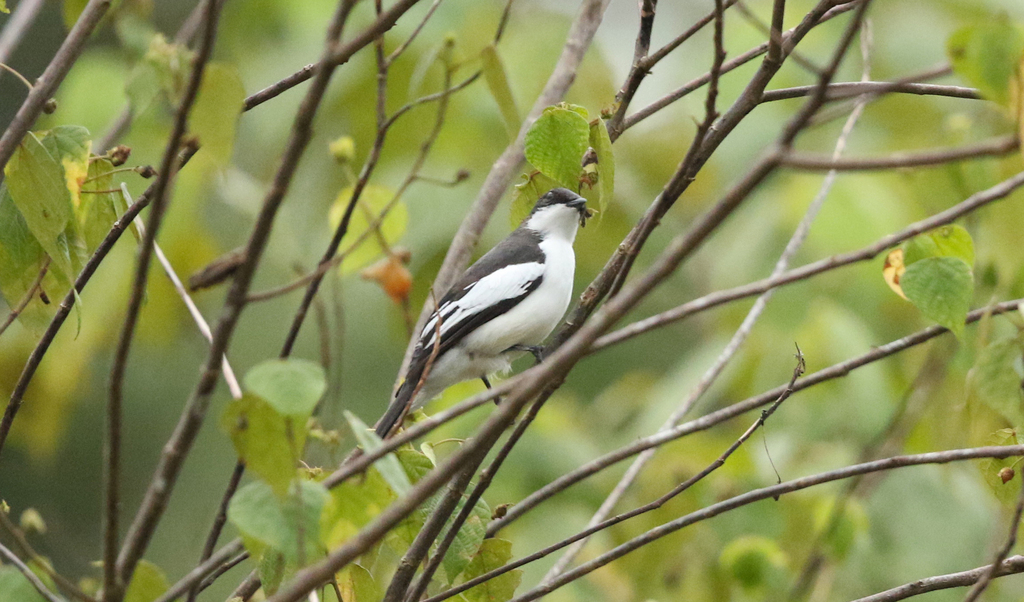Biak Triller (Lalage atrovirens leucoptera) - Avian Discovery