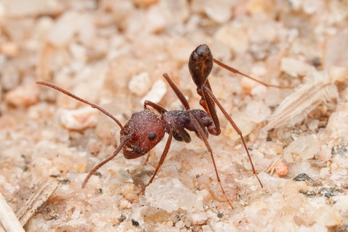 Ocymyrmex fortior · NaturaLista Colombia