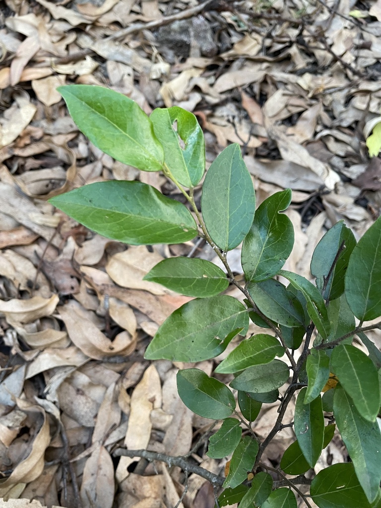 Petalostigma triloculare from Toohey Forest Park, Nathan, QLD, AU on ...
