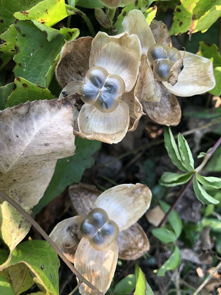 Turpeth from 臺南山上花園水道博物館, 山上區, TNN, TW on January 25, 2024 at 03:30 PM ...