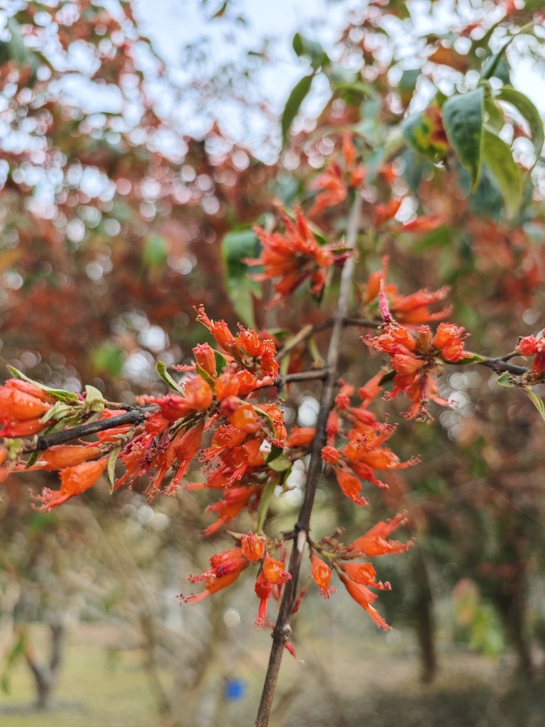Fire-flame bush from 中国云南省西双版纳傣族自治州勐腊县 on March 15, 2024 at 09:03 AM by ...