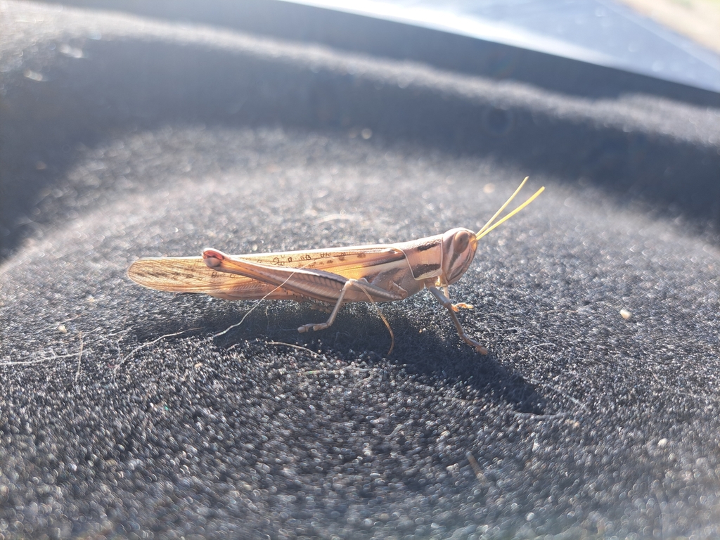Spur-throated Locust from Hughenden QLD 4821, Australia on March 16 ...