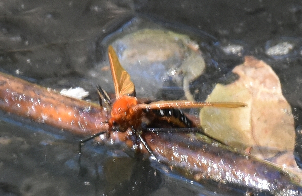 Alpine Crane Flies from Benwerrin VIC 3235, Australia on March 17, 2024 ...