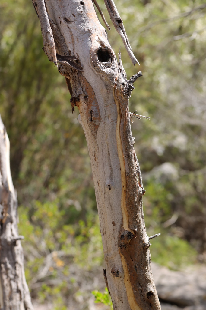 mountain grey gum from Bellfield VIC 3381, Australia on February 6 ...