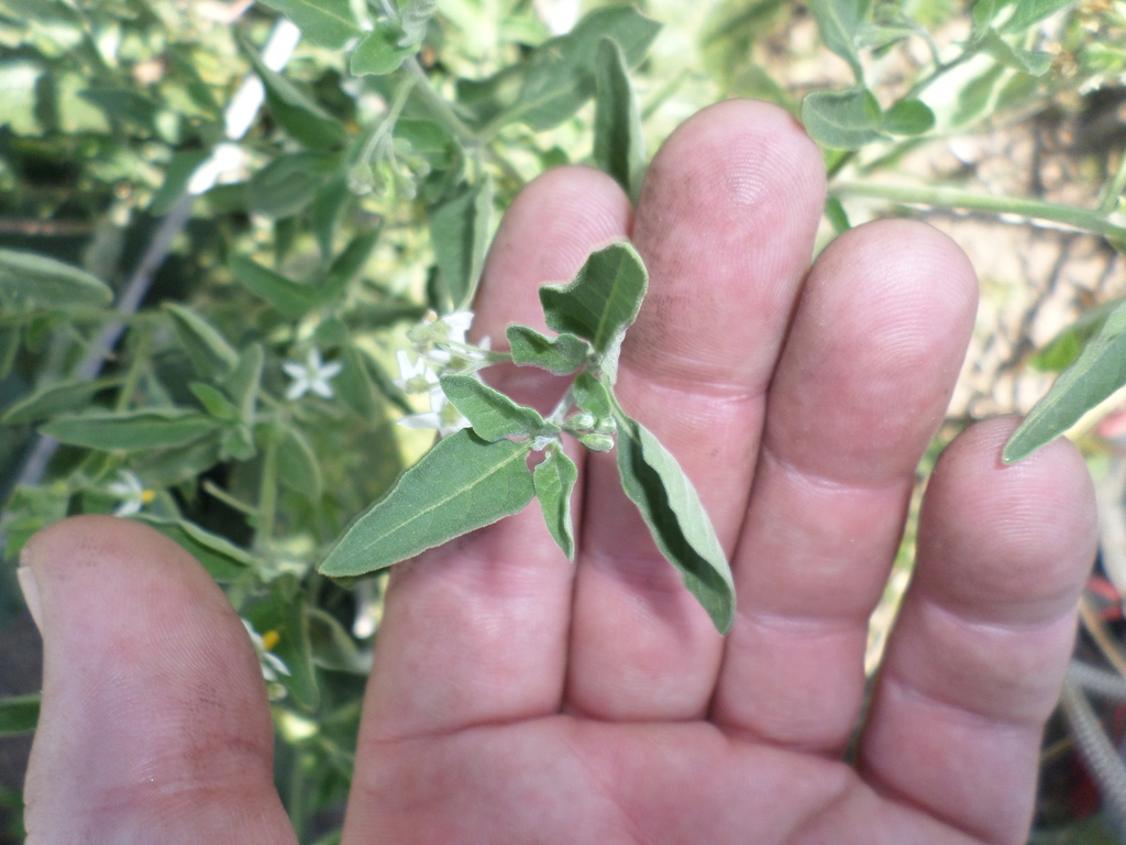 nightshades from Country View, Midrand, 1687, South Africa on November ...