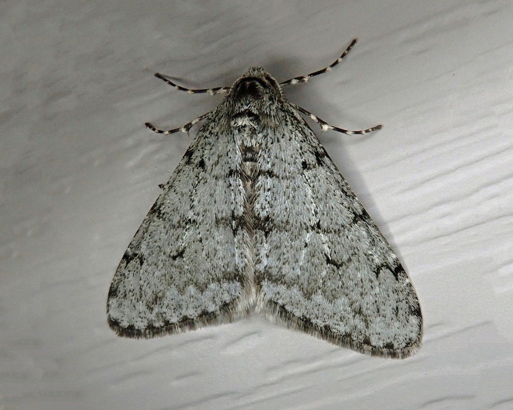 Small Phigalia Moth from Salem, NH 03079, USA on March 17, 2024 at 05: ...