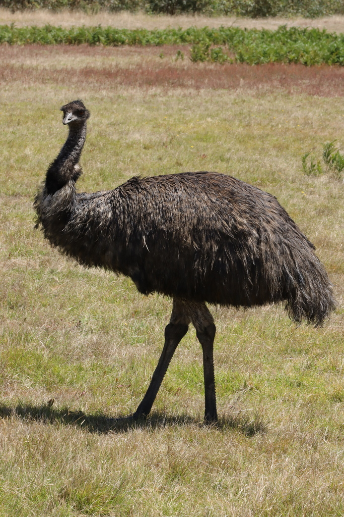 Emu from Halls Gap VIC 3381, Australia on February 7, 2024 at 12:59 PM ...