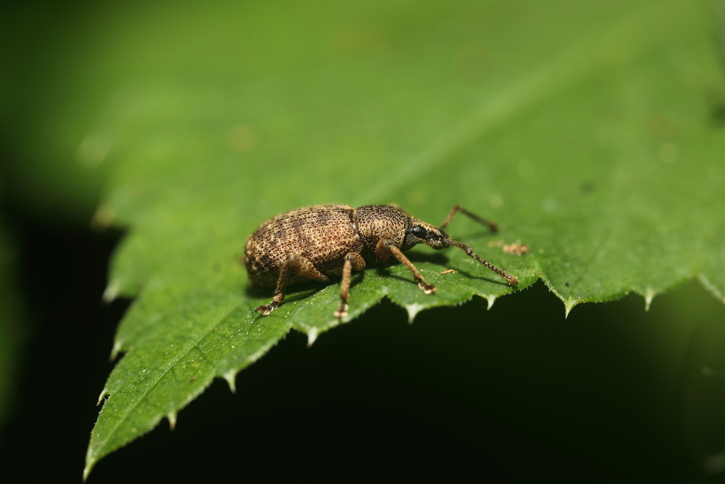 Clay-coloured Weevil from 6330 Padborg, Dänemark on June 18, 2021 at 01 ...