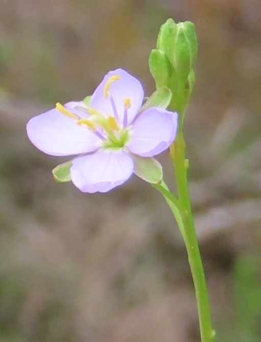 Heliophila subulata subulata from Groot Brakrivier, South Africa on ...