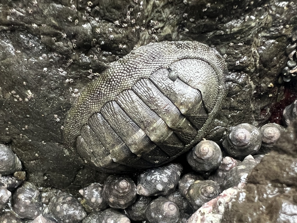 Stokes's Chiton from Pacific Ocean, Bahía Solano, Chocó, CO on March 2 ...