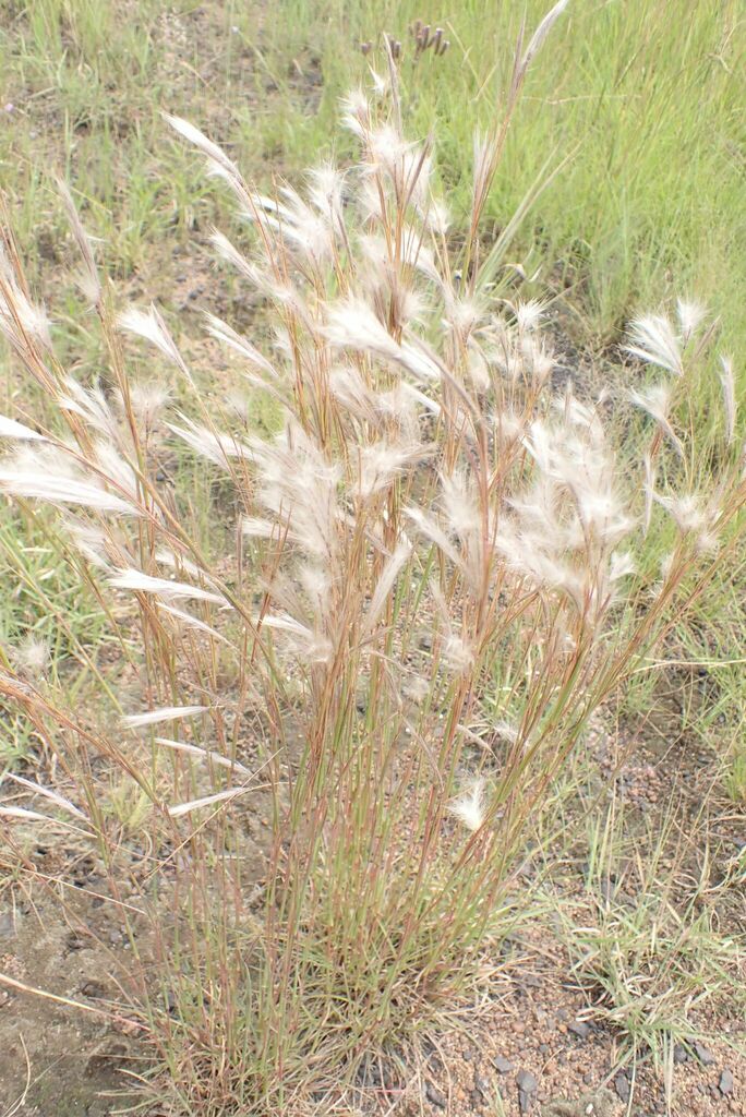 Snowflake Grass from Tweefontein, Ogies, Nkangala District Municipality ...