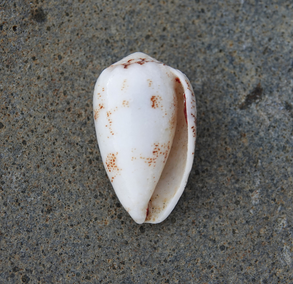 Sand-dusted Cone from Sanasana, Fiji on August 15, 2023 at 06:30 PM by ...