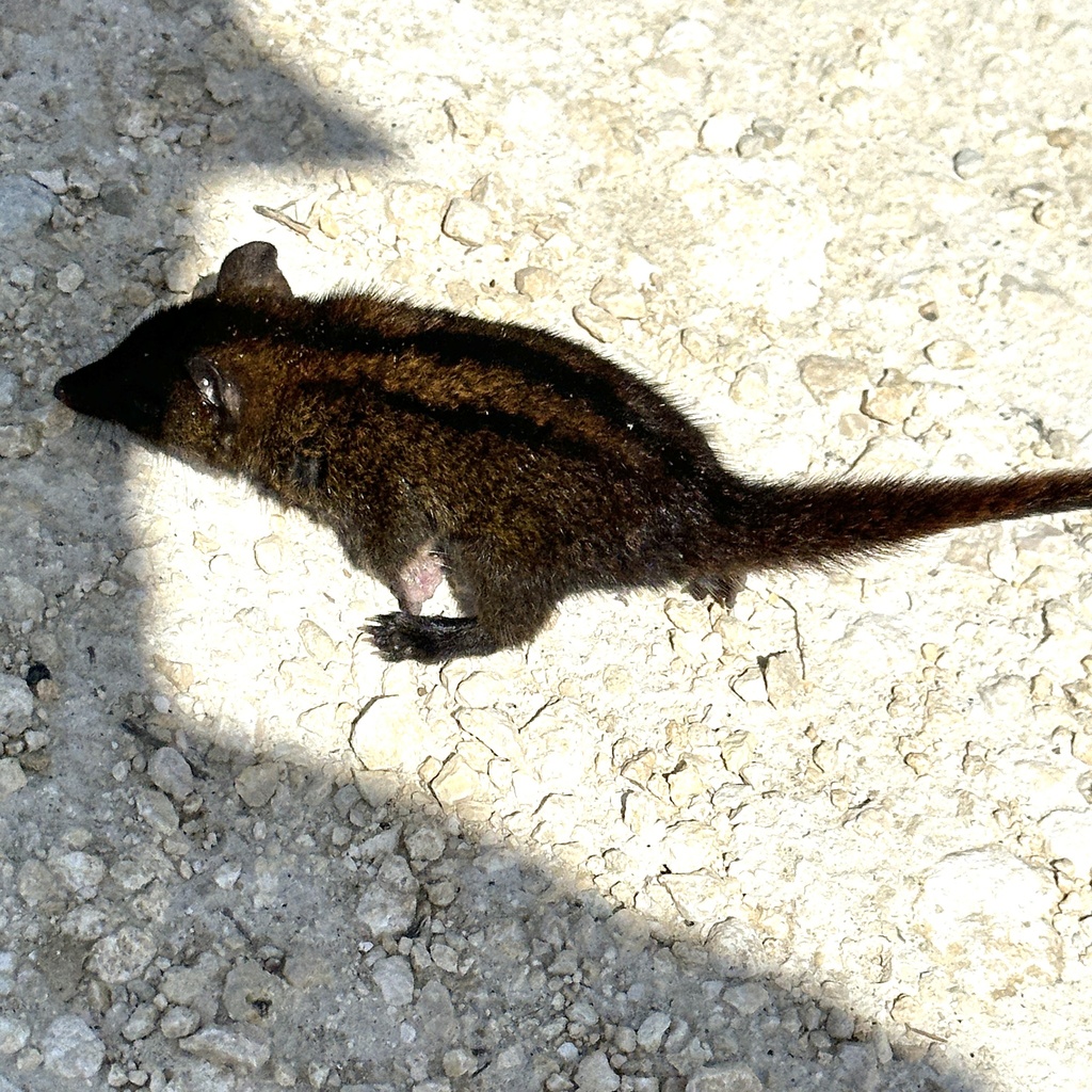 Woolley’s Three-striped Dasyure (Myoictis leucura) - Know Your Mammals