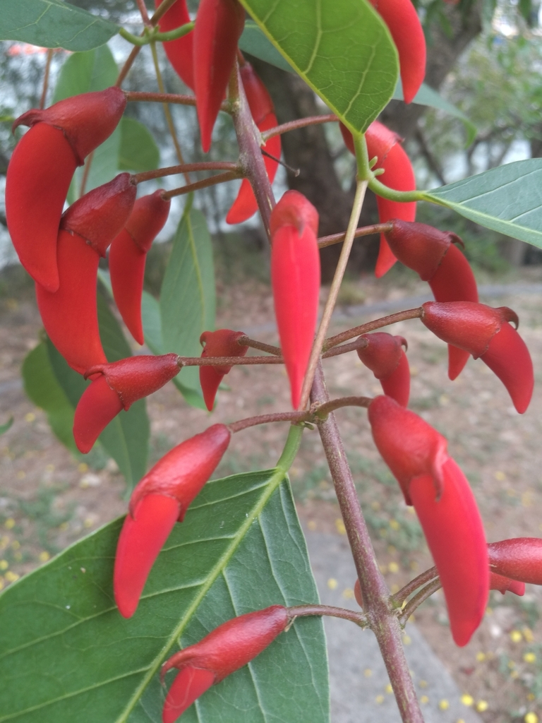 Cockspur coral tree from Main St at Quinton Street, stop 7, Kangaroo ...