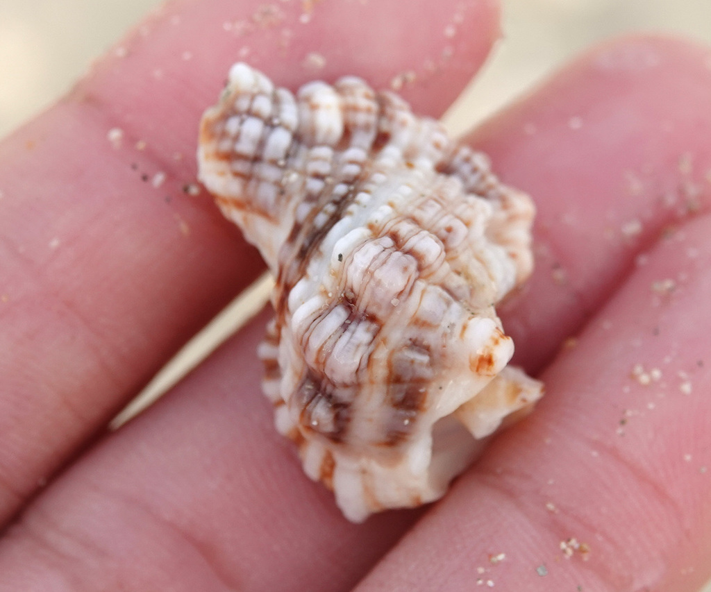 Gold-Mouthed Triton Snail from Sanasana, Fiji on August 15, 2023 at 06: ...