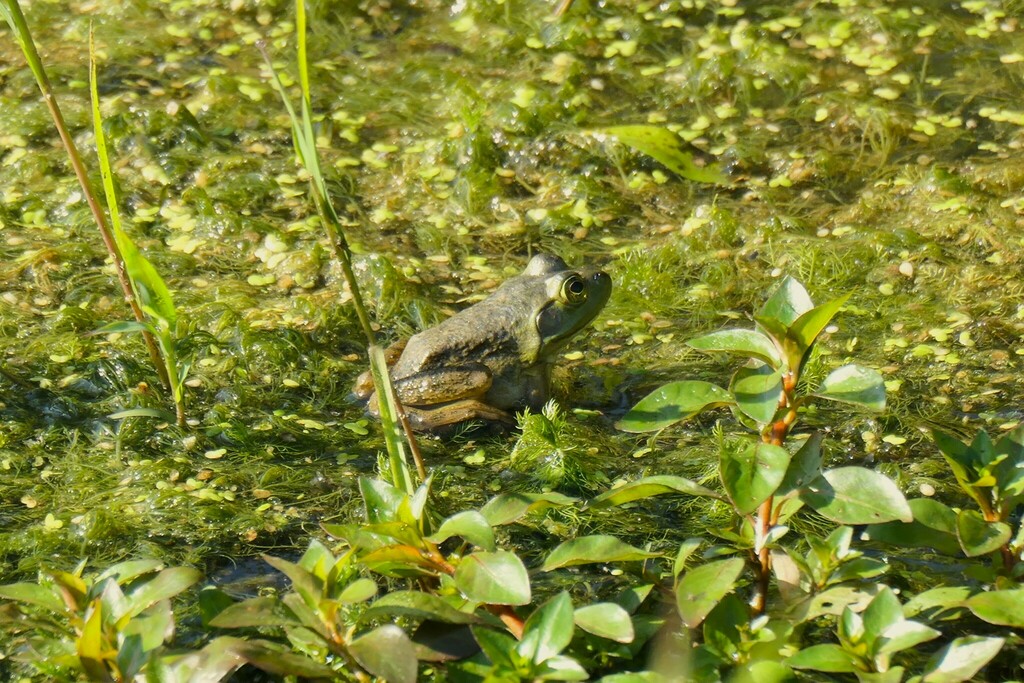 American Bullfrog from Rutland Charter Twp, MI, USA on September 30 ...