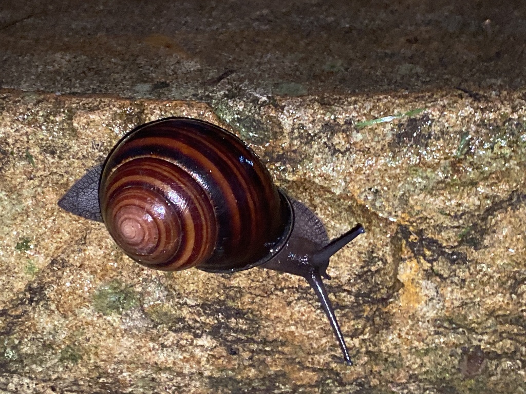 Fraser's Banded Snail from Suzen Ct, Mooloolah Valley, QLD, AU on March ...