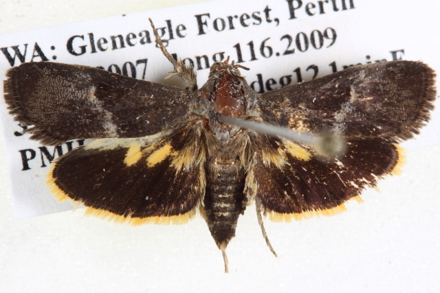 Miscera from Mount Cooke WA 6390, Australia on February 11, 2013 at 02: ...