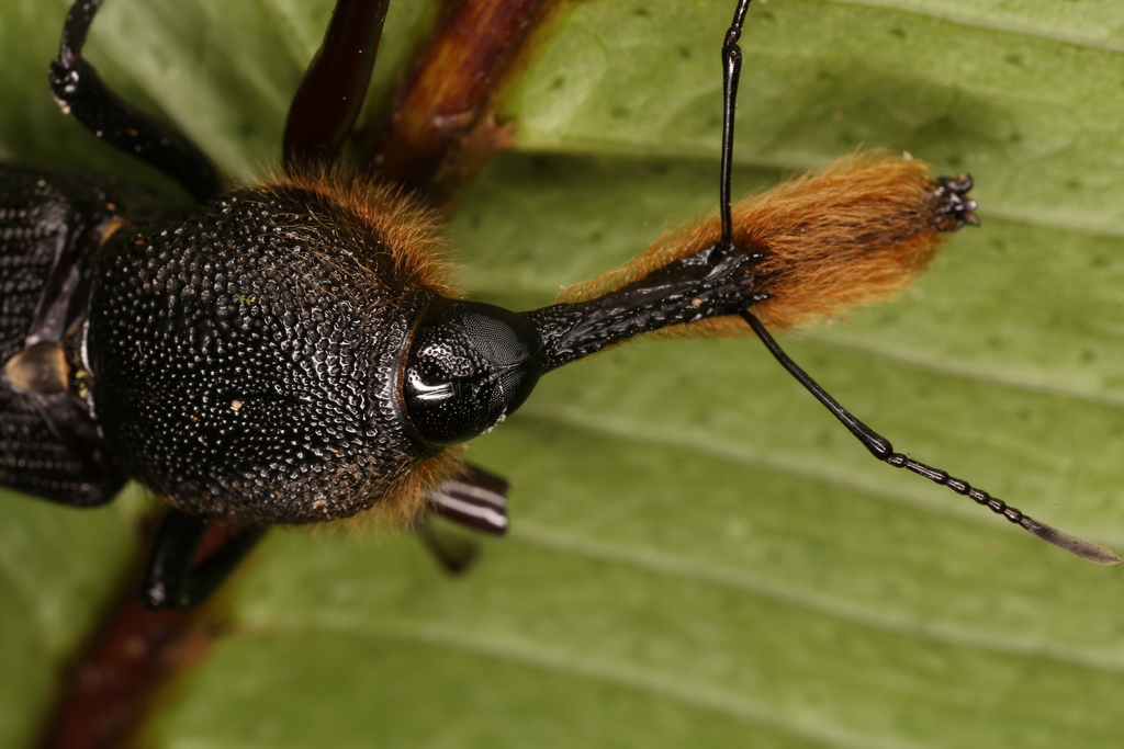 Bearded Weevil from Heredia Province, Sarapiqui, Costa Rica on February ...