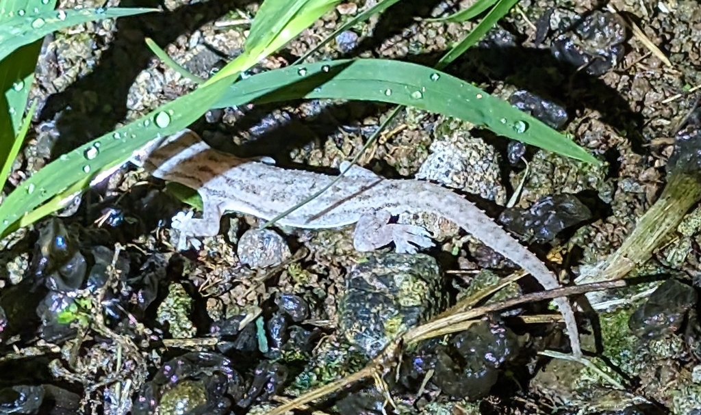 Asian House Gecko from La Virgen, Heredia, Sarapiquí, Costa Rica on ...
