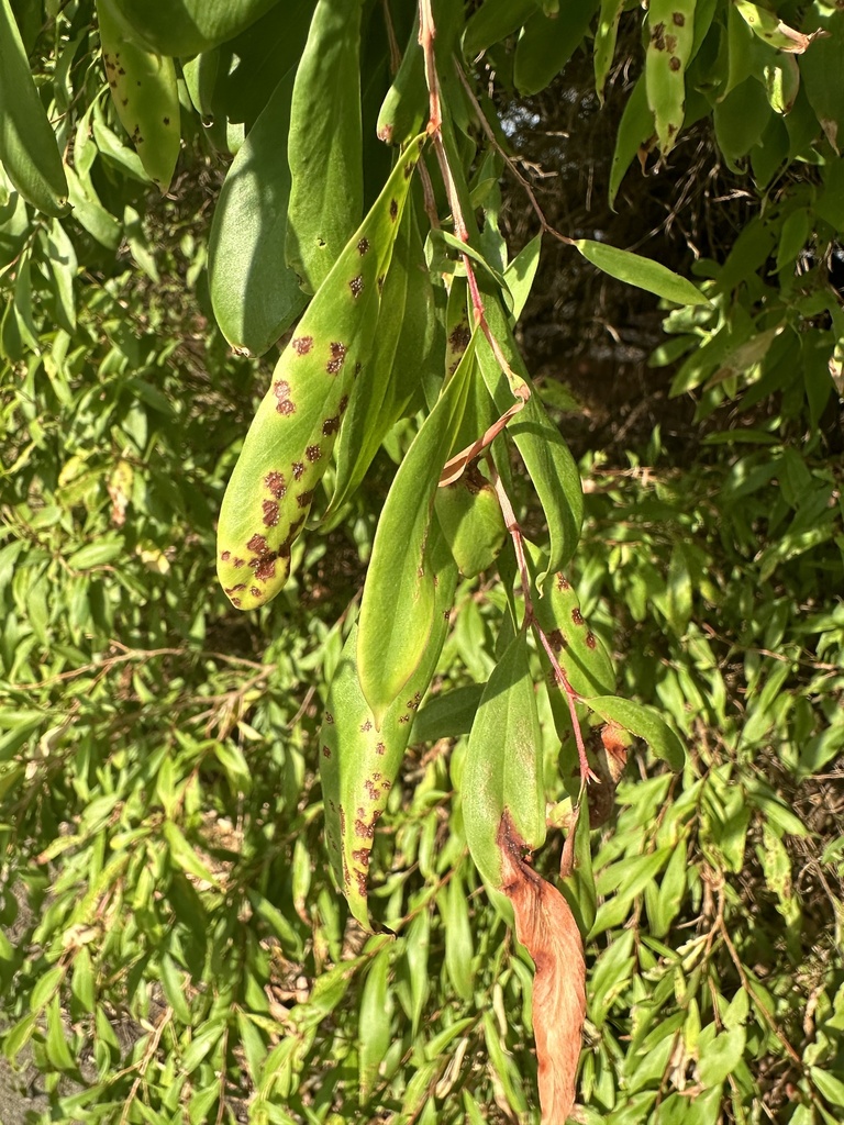 Myrtle Rust from Euroa Ave, Berwick, VIC, AU on March 17, 2024 at 05:31 ...