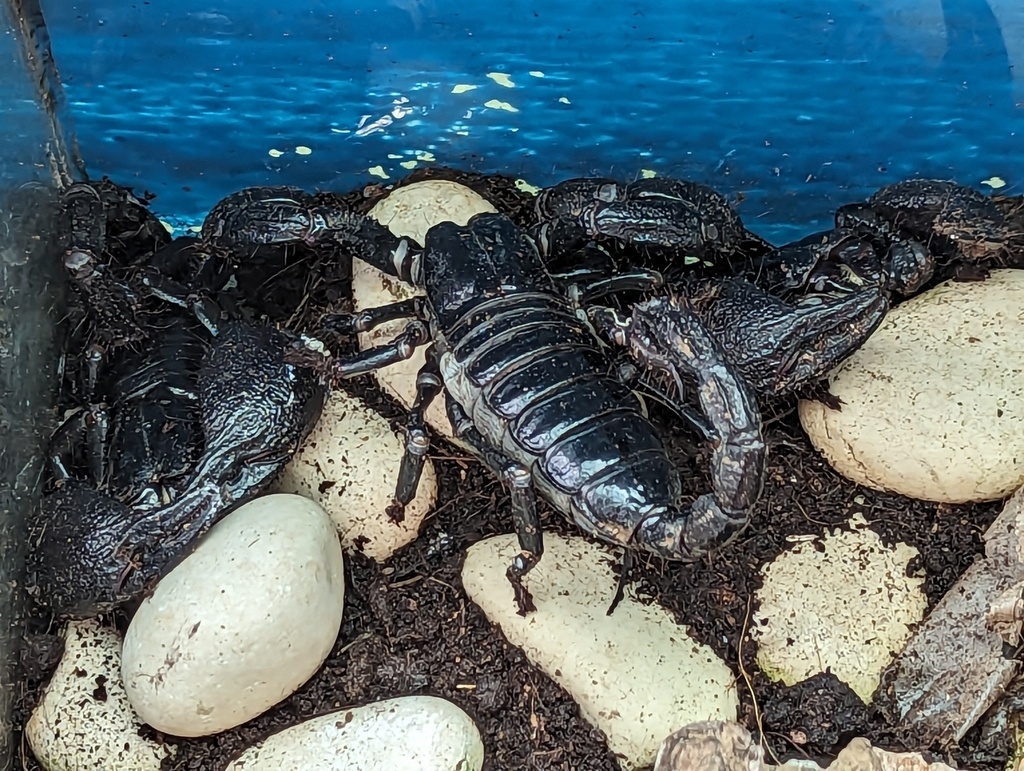 Asian Blue Forest Scorpion from Kabupaten de Tabanan, Bali, Indonésie ...