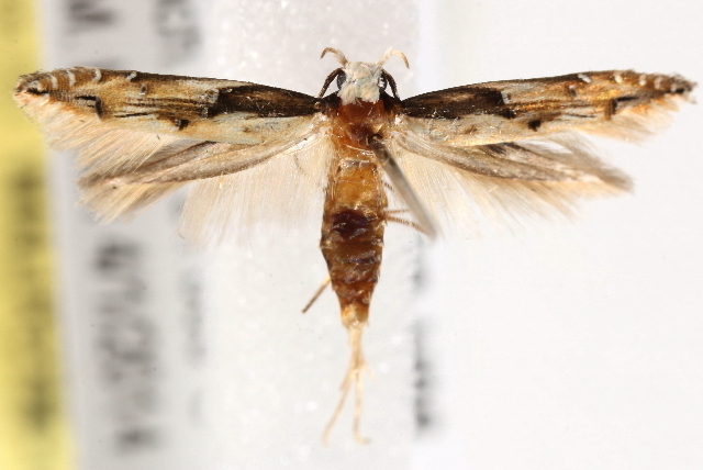 Labdia from Millstream WA 6716, Australia on April 24, 2014 at 10:35 AM ...