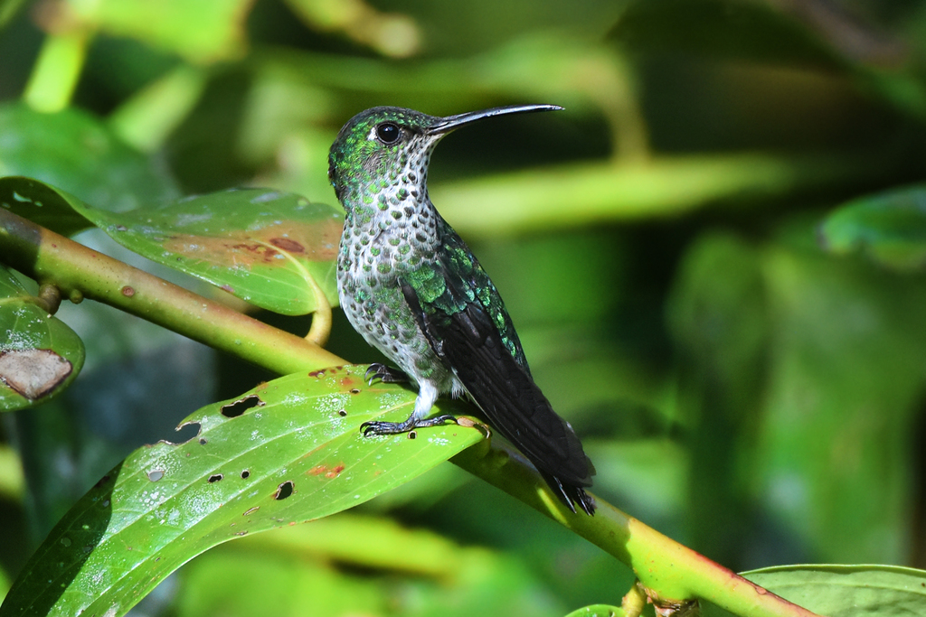 Many-spotted Hummingbird from Vía Podocarpus KM. 3, Ecuador on February ...