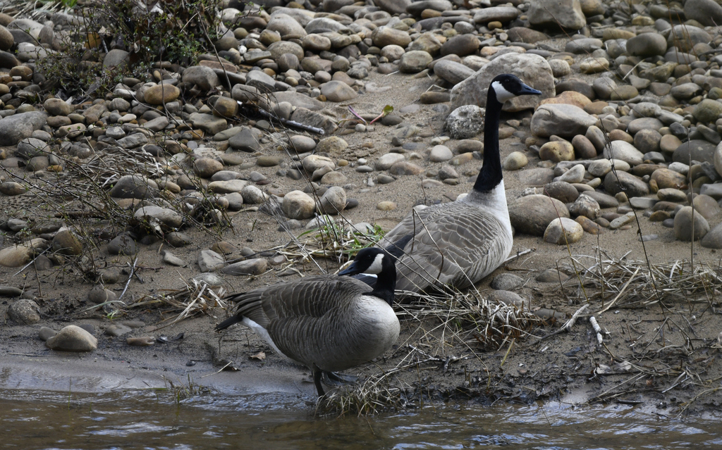 Giant Canada Goose from Randolph County, WV, USA on March 16, 2024 at ...