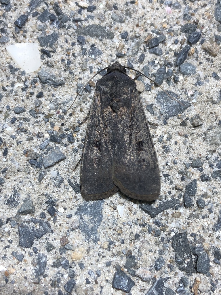 Bogong Moth from City of Port Adelaide Enfield, Osborne, SA, AU on ...