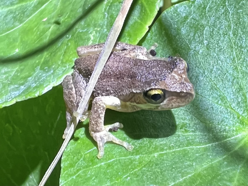 South Australian Tree Frog in March 2024 by Tom Hunt · iNaturalist