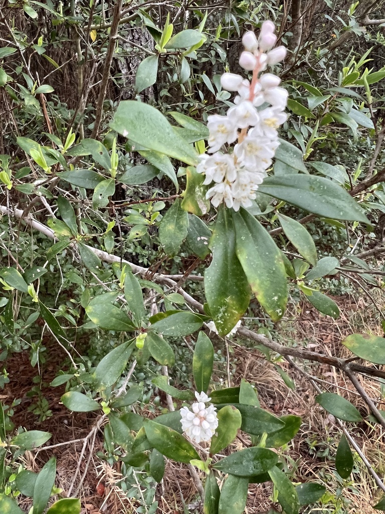 Buckwheat tree from Vancleave, MS, US on March 17, 2024 at 07:46 AM by ...