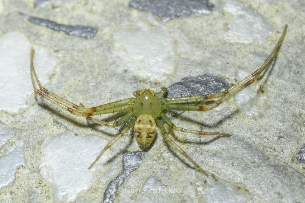 Flower Spiders in March 2024 by Lawrence Hylton · iNaturalist