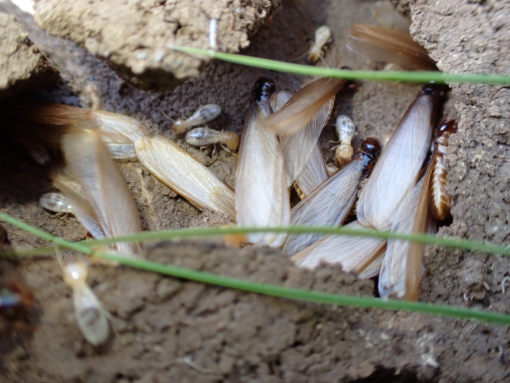 Termites from Khorramabad-Andimeshk Freeway, Khūzestān, IR on March 17 ...