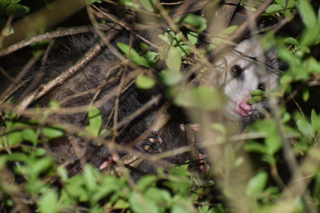 Virginia Opossum from Gwinnett County, GA, USA on March 16, 2024 at 08: ...