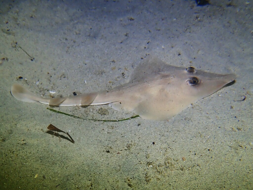 Western Shovelnose Ray from South Cottesloe Nth Sponge Gardens, Perth ...