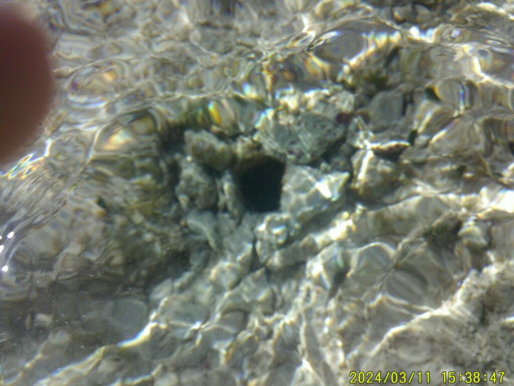 Typical Octopuses from Cut Cay, The Bahamas on March 11, 2024 at 03:38 ...