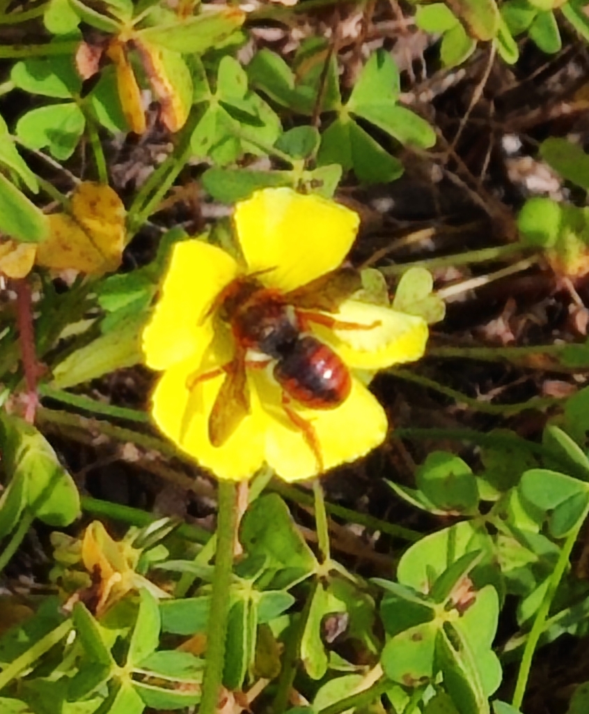 Spotted Red-Resin bee from Lousa, 2670 Lousa, Portugal on March 17 ...