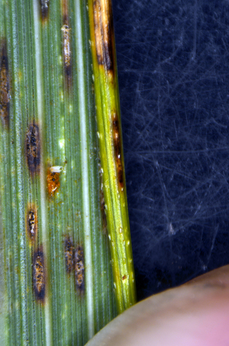 Uredo toetoe · iNaturalist Ecuador