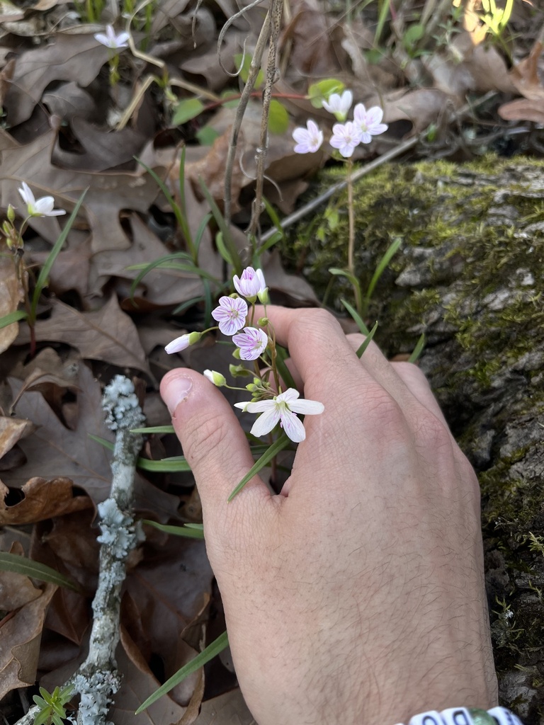 Virginia Springbeauty from Sharpe Elva Rd, Benton, KY, US on March 16 ...