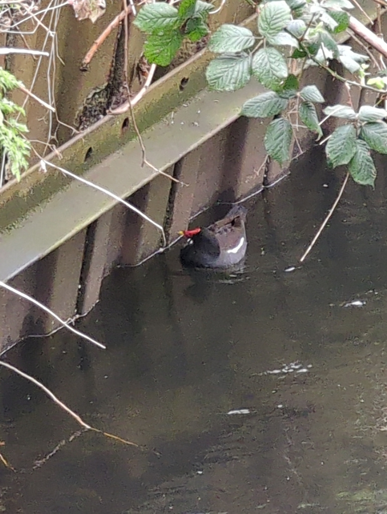 Common Moorhen from London SW19, UK on March 17, 2024 at 01:41 PM by ...