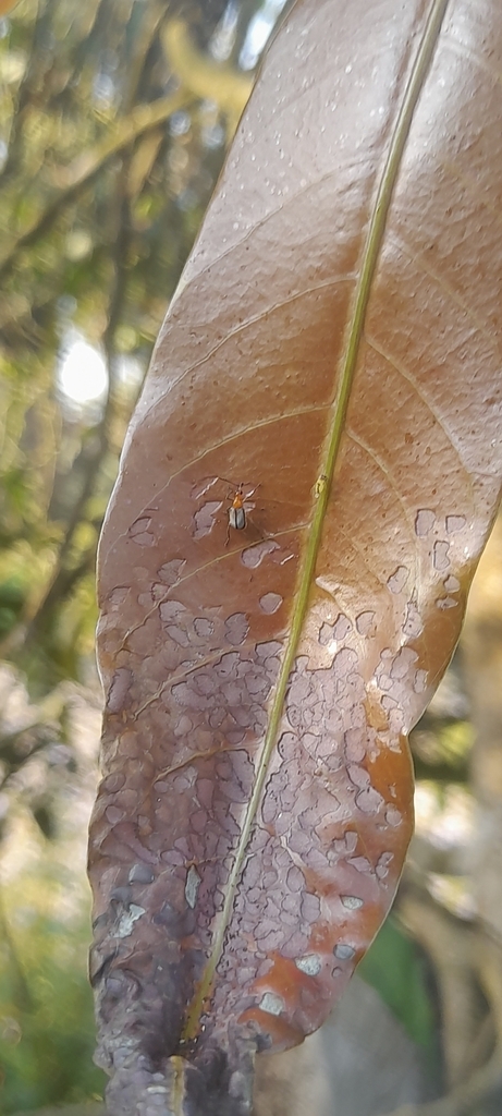 Mango leaf-cutting weevil from Narayani, NP-MM, NP on March 17, 2024 at ...