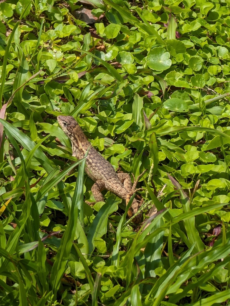 Northern Curly-tailed Lizard from Mims, FL, USA on March 16, 2024 at 01 ...