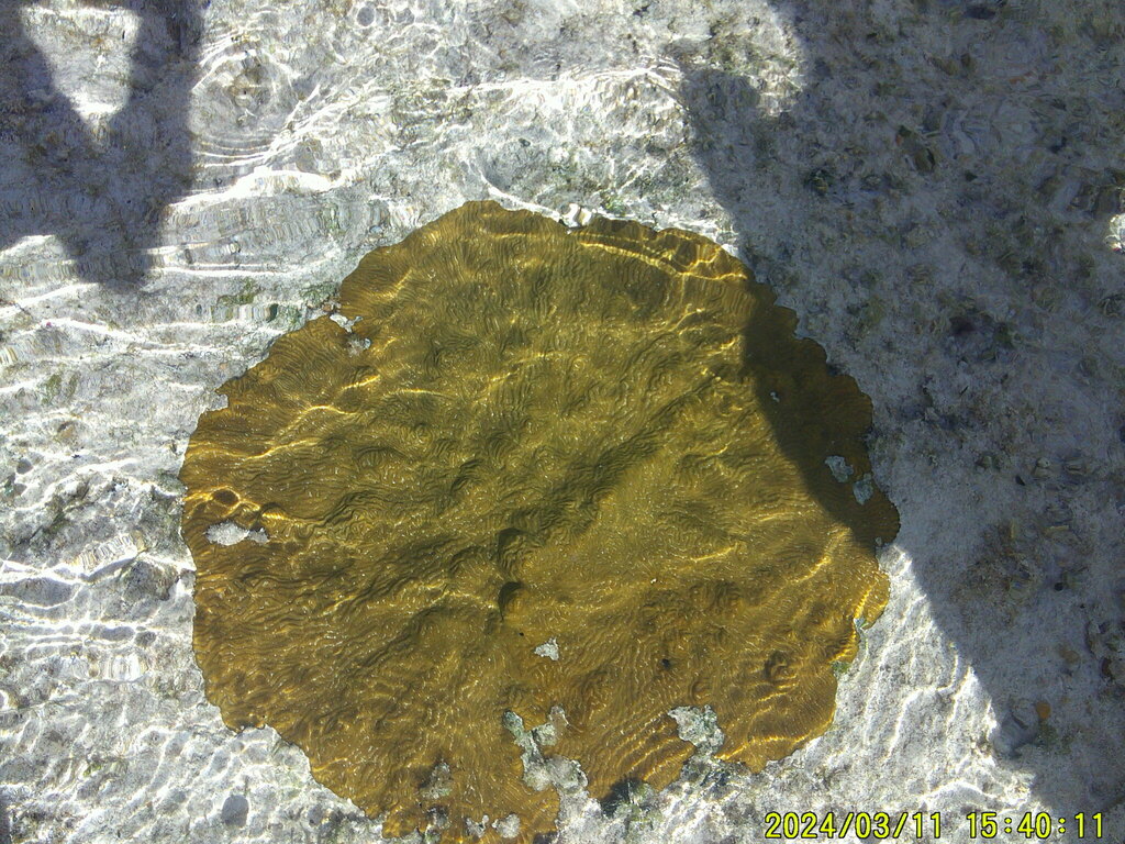 Knobby brain coral from Cut Cay, The Bahamas on March 11, 2024 at 03:40 ...