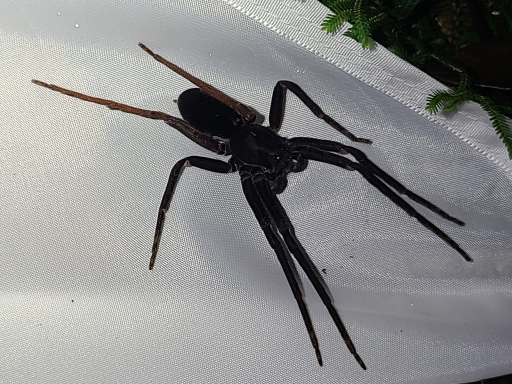 Wandering Spiders from Komo, Gabon on March 10, 2024 at 09:58 PM by ...