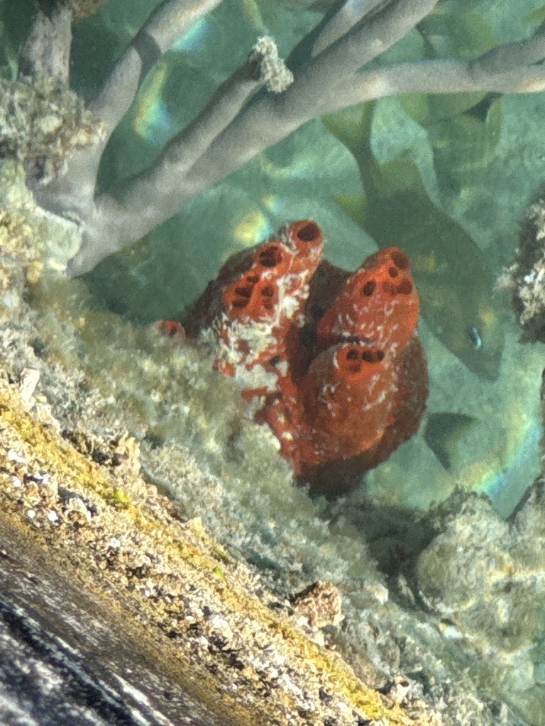 Fire Sponge from Sandys, BM on March 17, 2024 at 10:20 AM by maryah ...