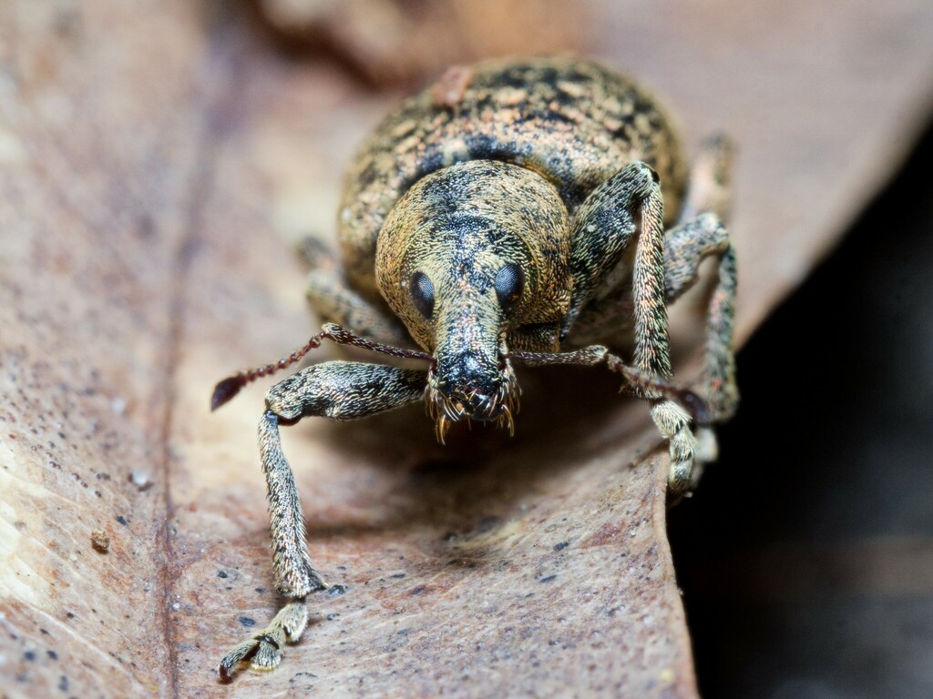 chequered weevil from 59590 Raismes, France on March 16, 2024 at 10:15 ...