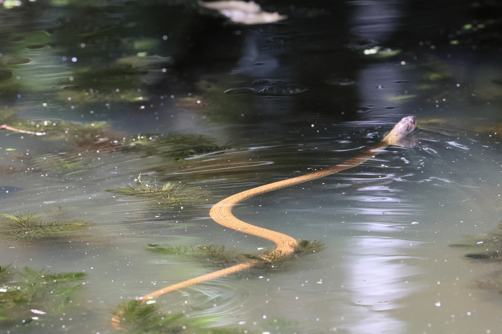 Common keelback from Cairns QLD, Australia on September 29, 2023 at 04: ...