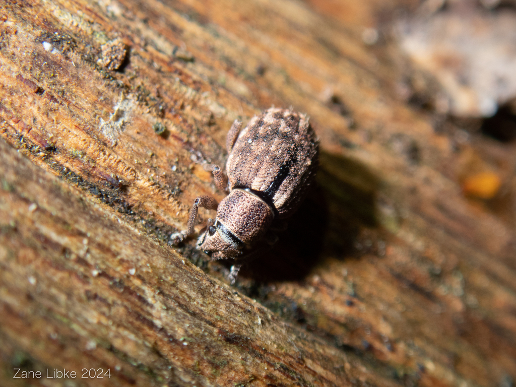 Nut Leaf Weevil from Berkshire, UK on March 13, 2024 at 08:28 PM by ...