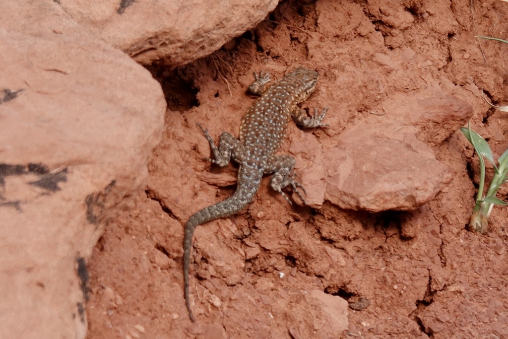 Western Side-blotched Lizard from Washington, UT, US on 13 March, 2024 ...